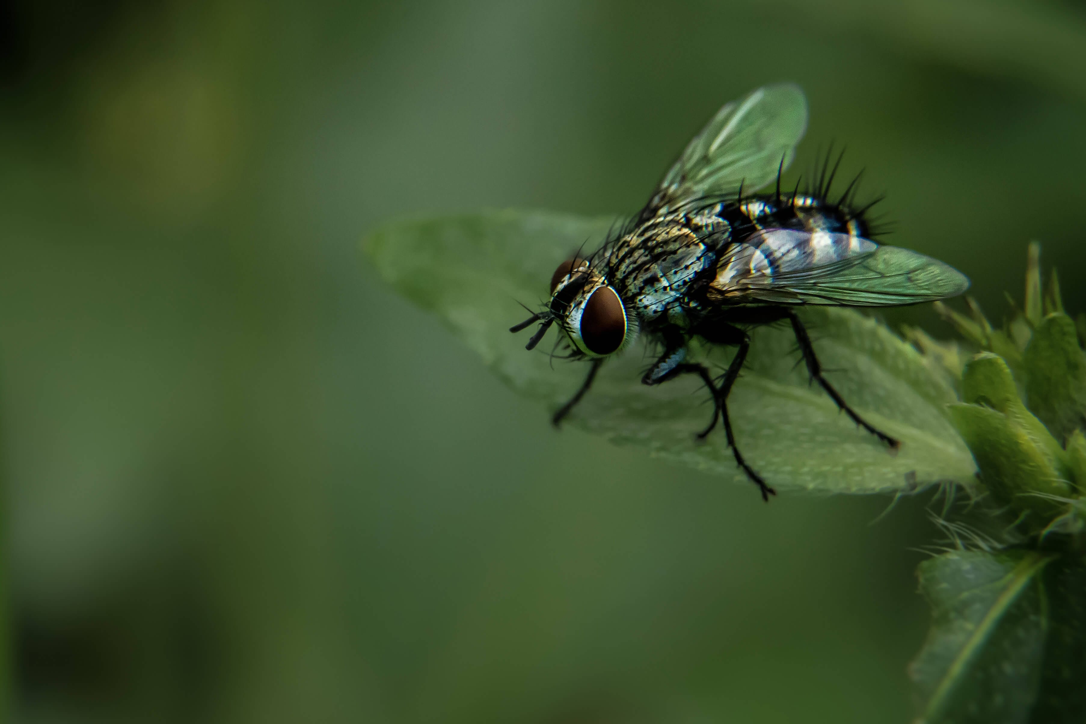 The Macro World Of Insects | Gokul Somarajan | Creative Hut