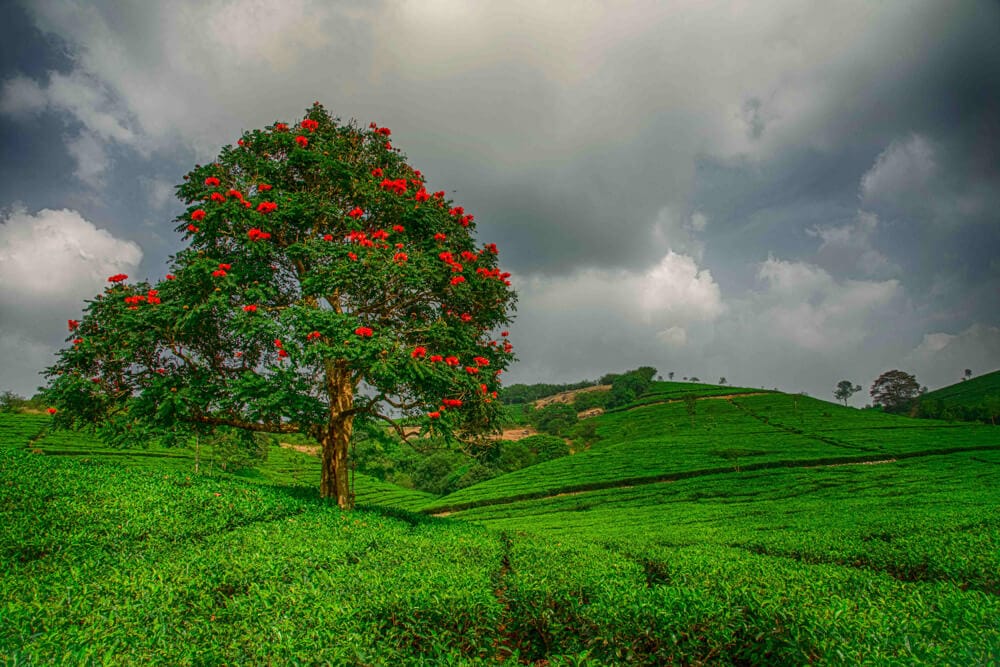 What is Aperture? A Beginner's Guide to Aperture in Photography